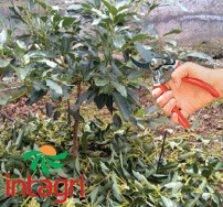 La Poda en el Cultivo de Aguacate | Intagri S.C.